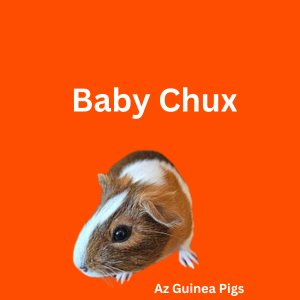 Find your new friend Guinea Pig - AZ Guinea Pigs
